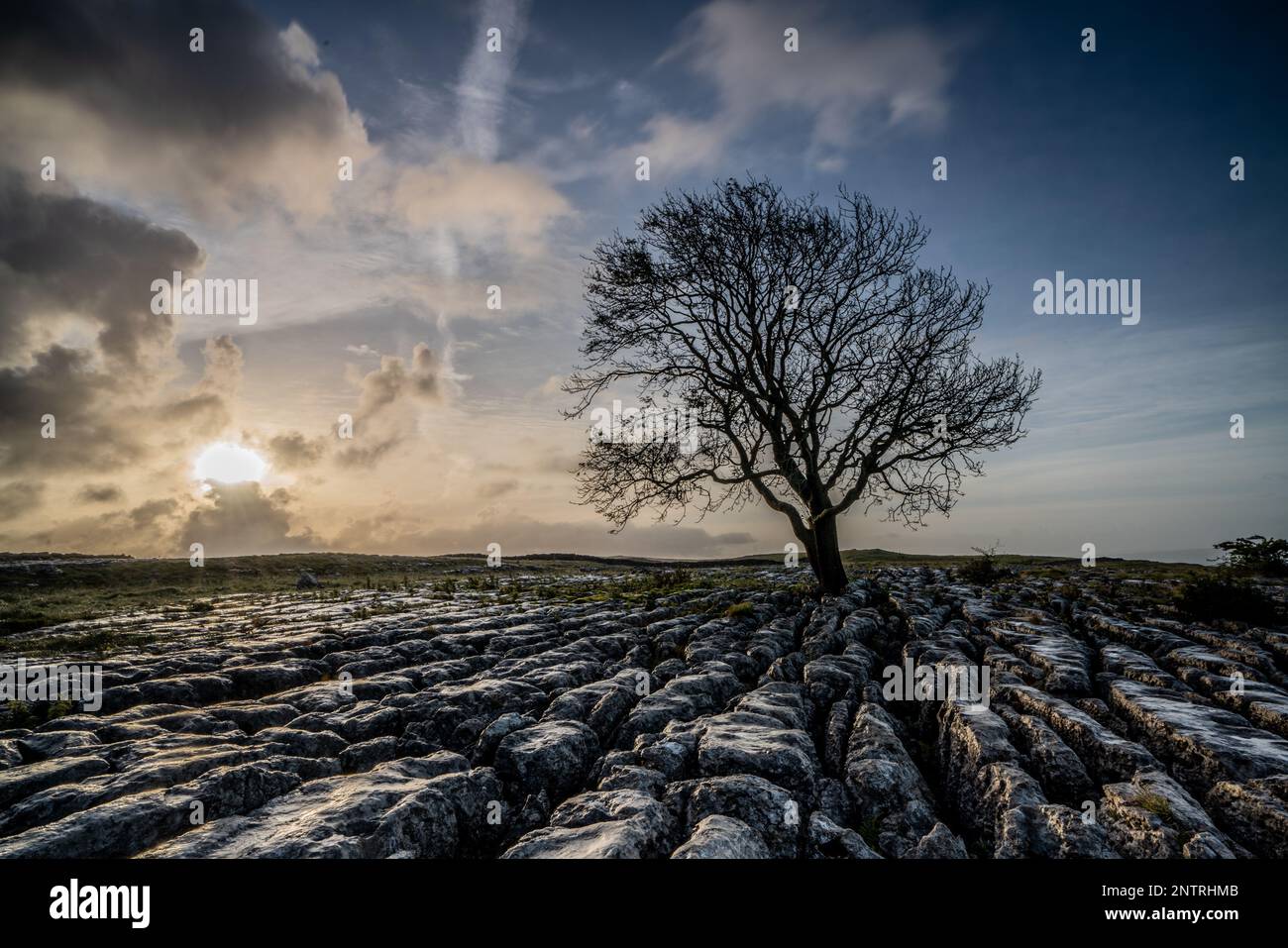 Lone Tree on Limestone Pavement at Malham at sunrise with blue skies ...