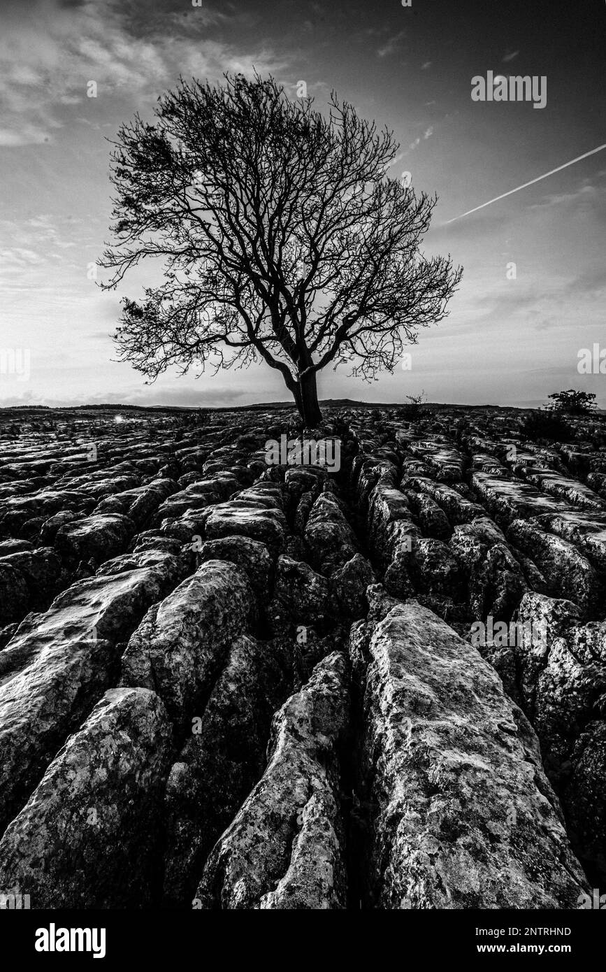 Lone Tree on Limestone Pavement at Malham at sunrise with blue skies ...