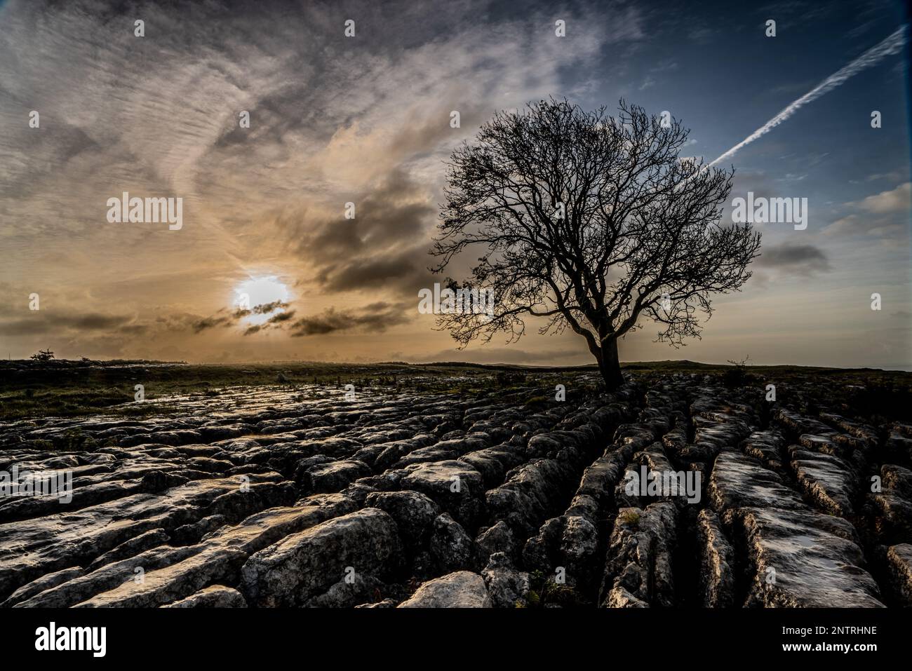 Lone Tree on Limestone Pavement at Malham at sunrise with blue skies ...