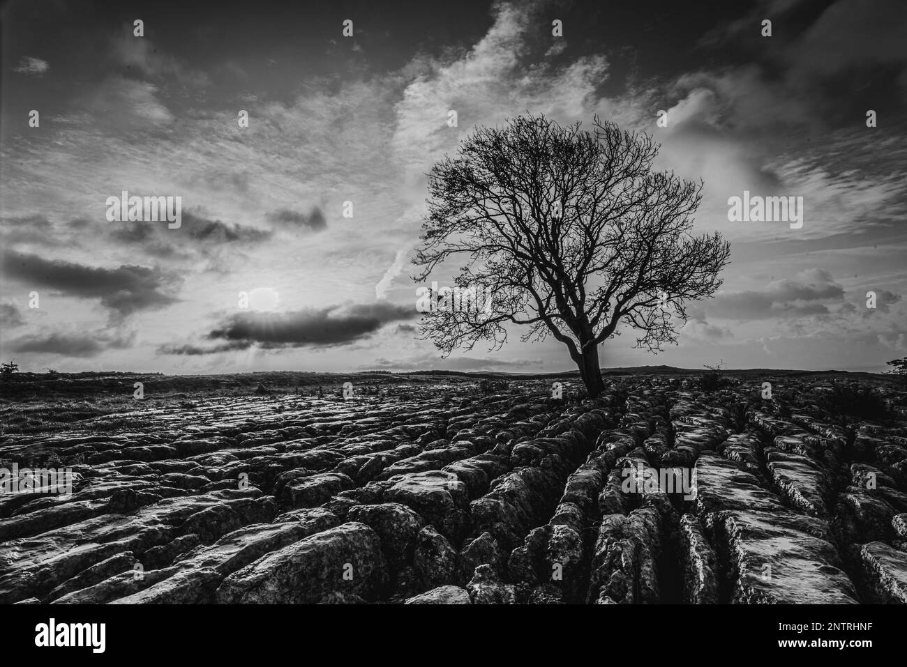 Lone Tree on Limestone Pavement at Malham at sunrise with blue skies ...