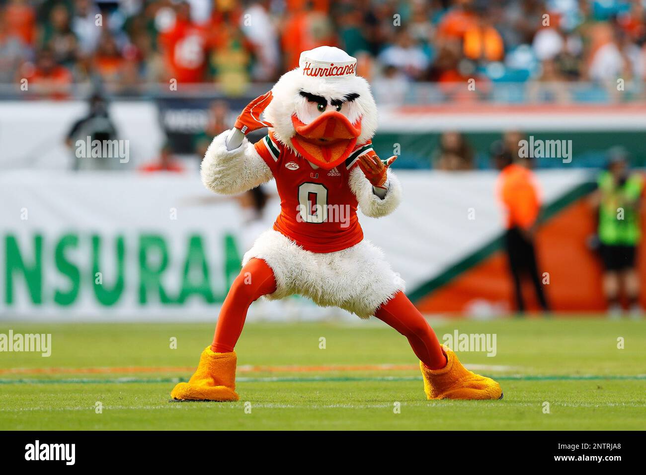 University of Miami Hurricanes mascot, Sebastian the Ibis, pumps up the ...