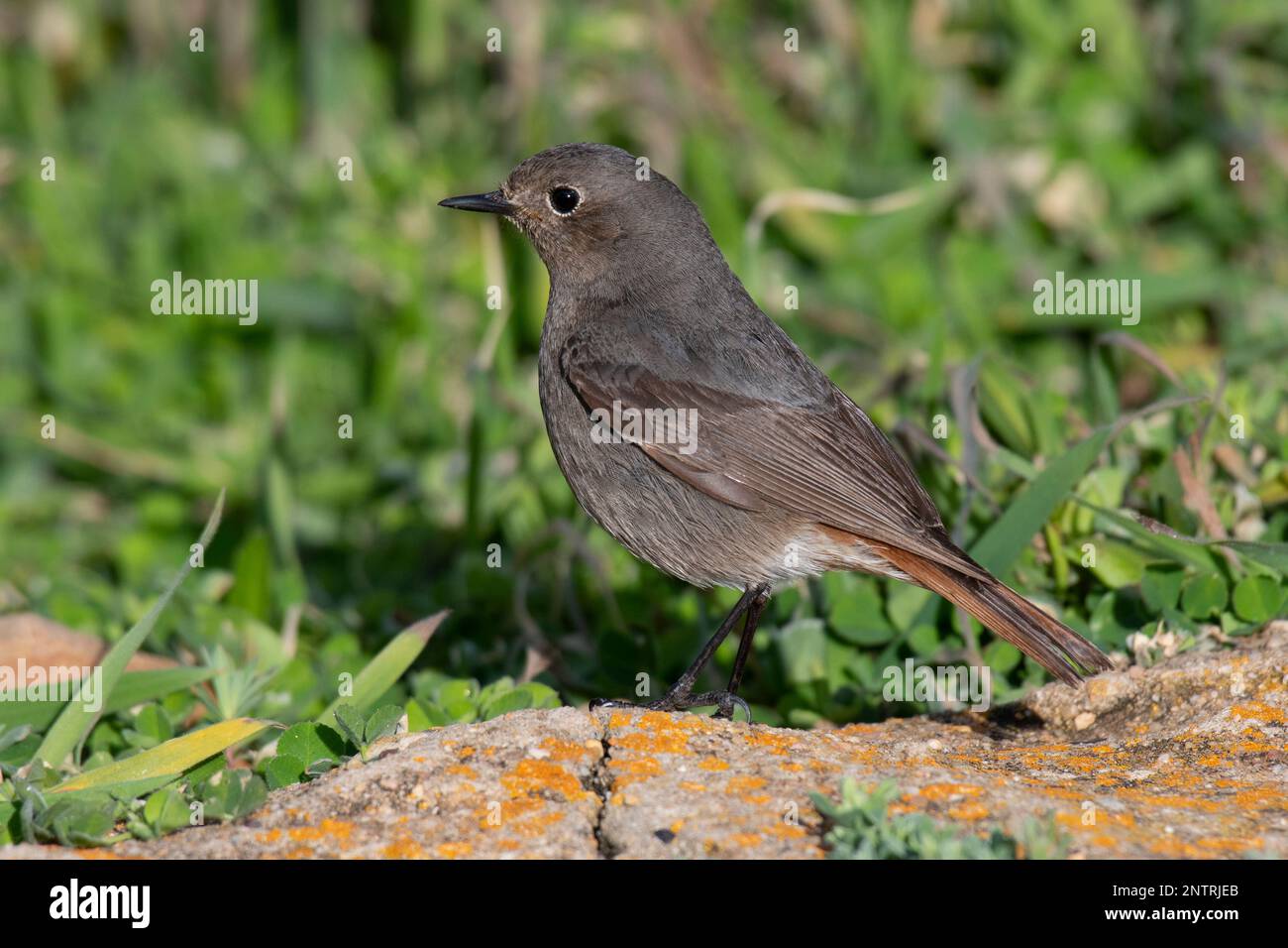Male black redstart phoenicurus ochuros hi-res stock photography and ...