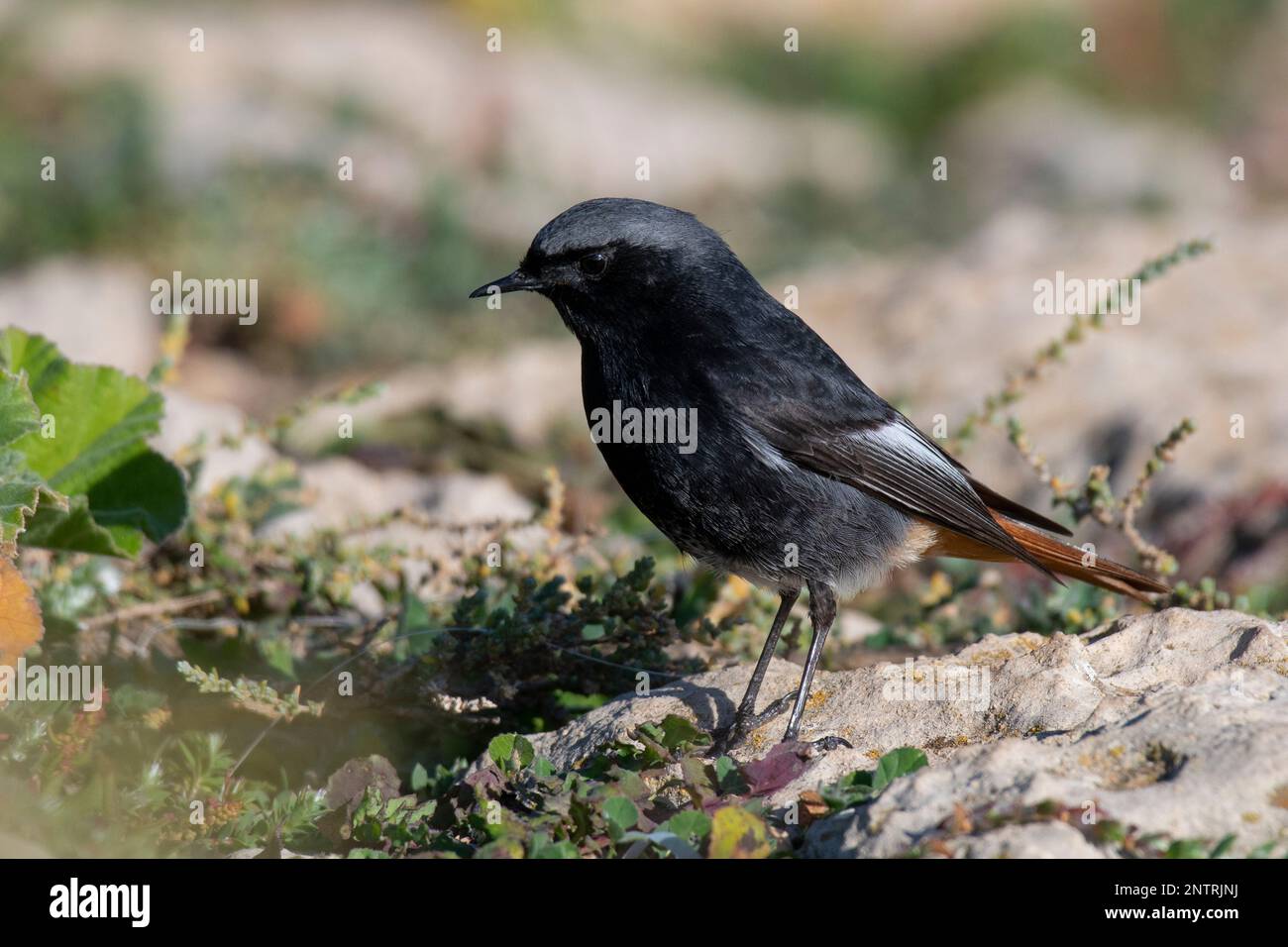 Male black redstart phoenicurus ochuros hi-res stock photography and ...
