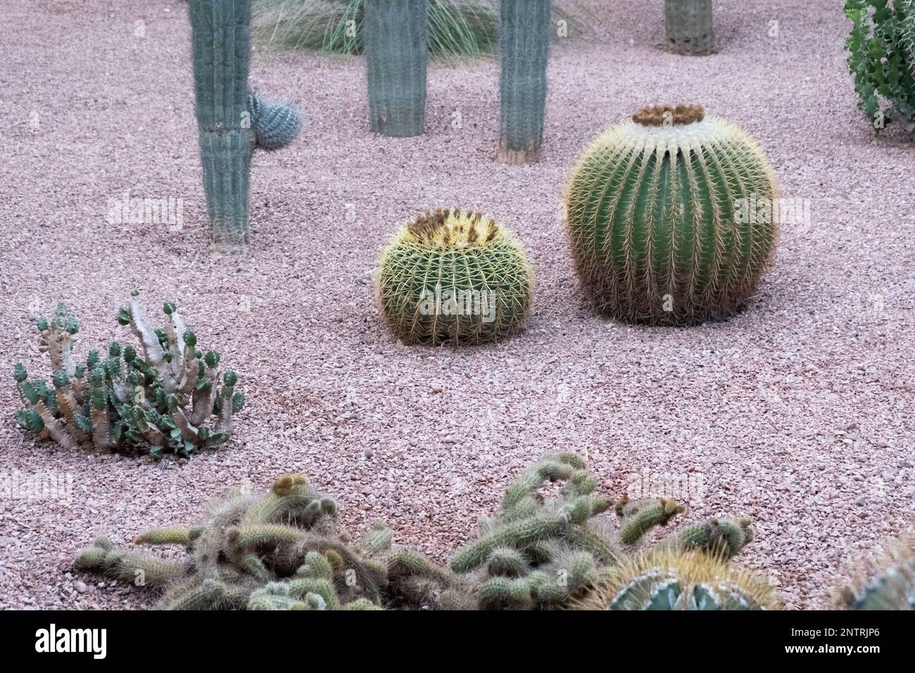 Tall desert plants hi-res stock photography and images - Alamy