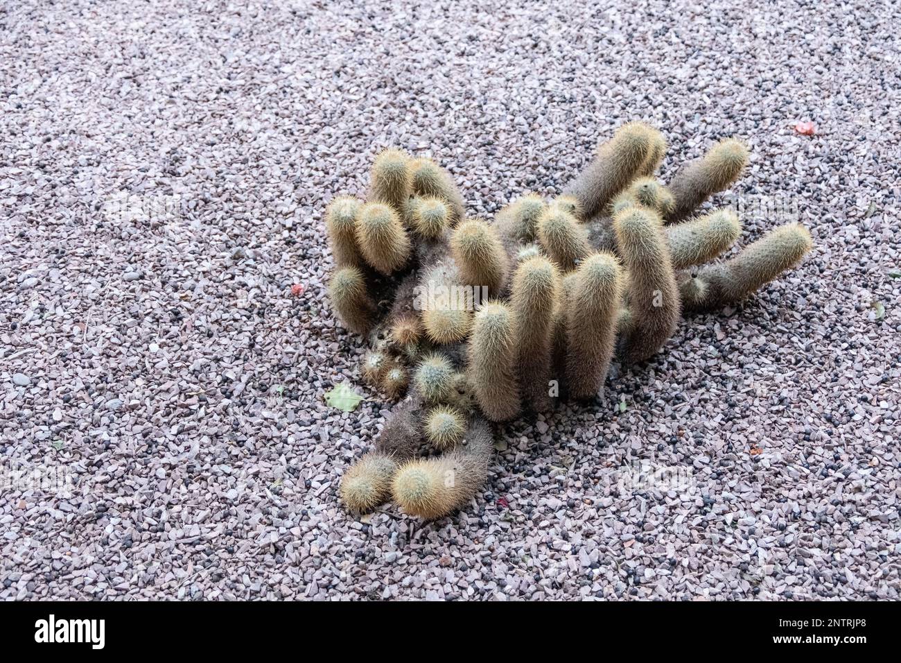 A close-up view of spiky cactus plants in a garden setting Stock Photo ...