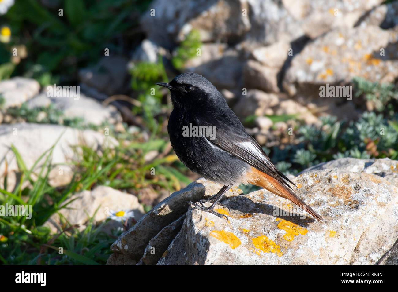 Male black redstart phoenicurus ochuros hi-res stock photography and ...