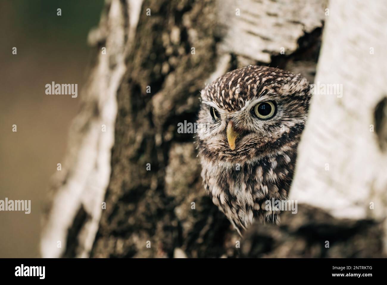 Little brown owl sat looking for prey. Wooden fence, tree and gate ...