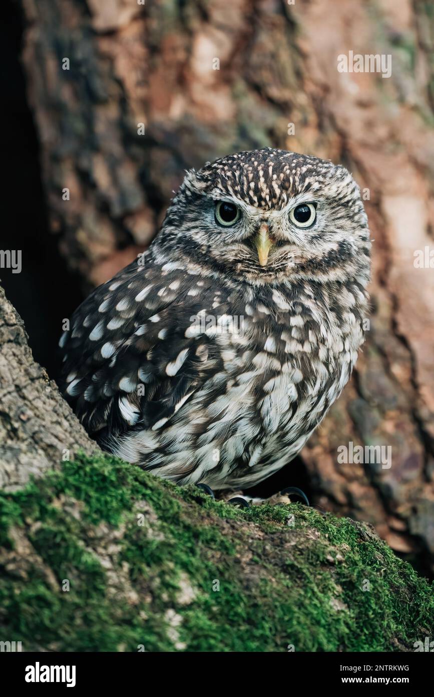 Little brown owl sat looking for prey. Wooden fence, tree and gate ...