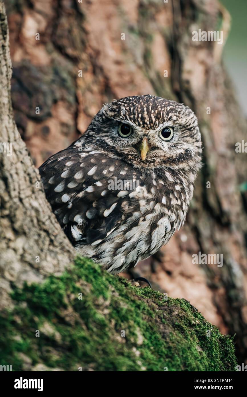 Little brown owl sat looking for prey. Wooden fence, tree and gate ...