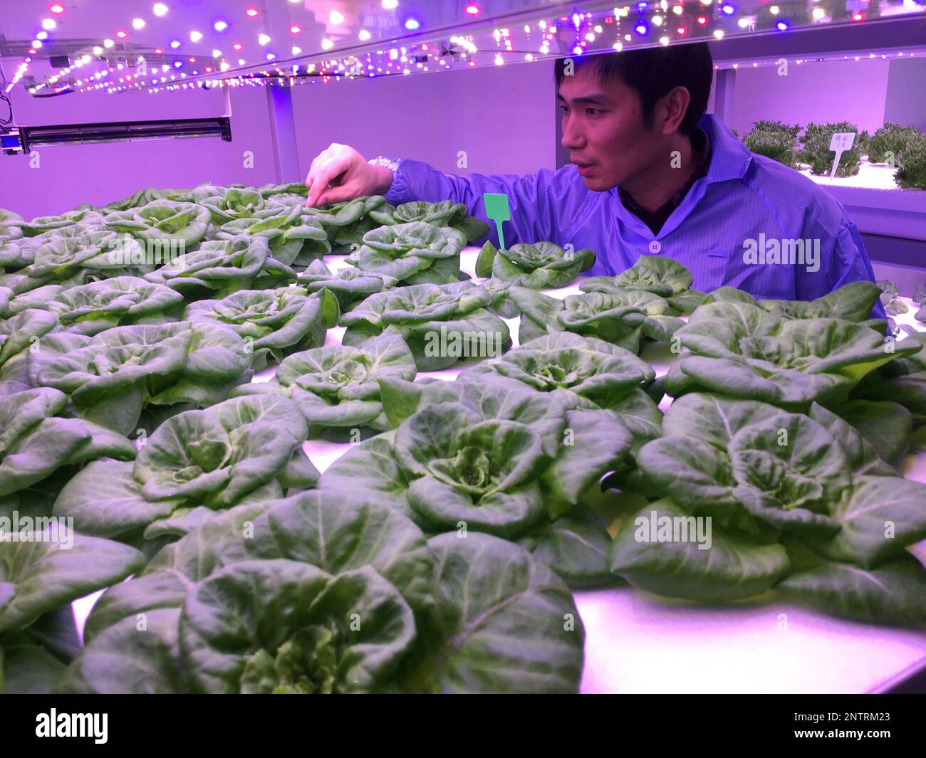 Vegetables no need sunshine grow well in plant factory in Hefei,Anhui ...
