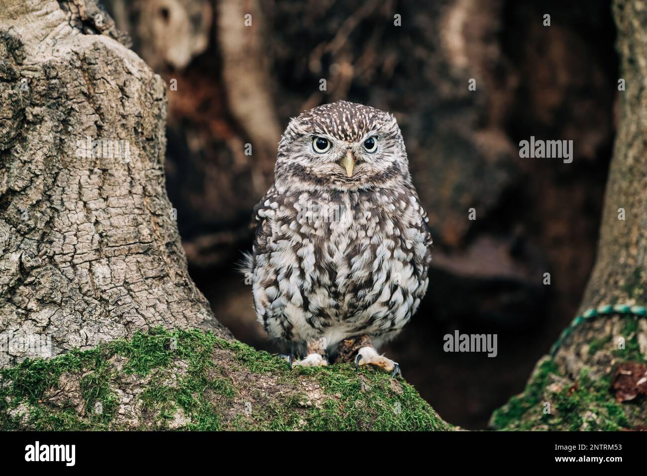 Little brown owl sat looking for prey. Wooden fence, tree and gate ...