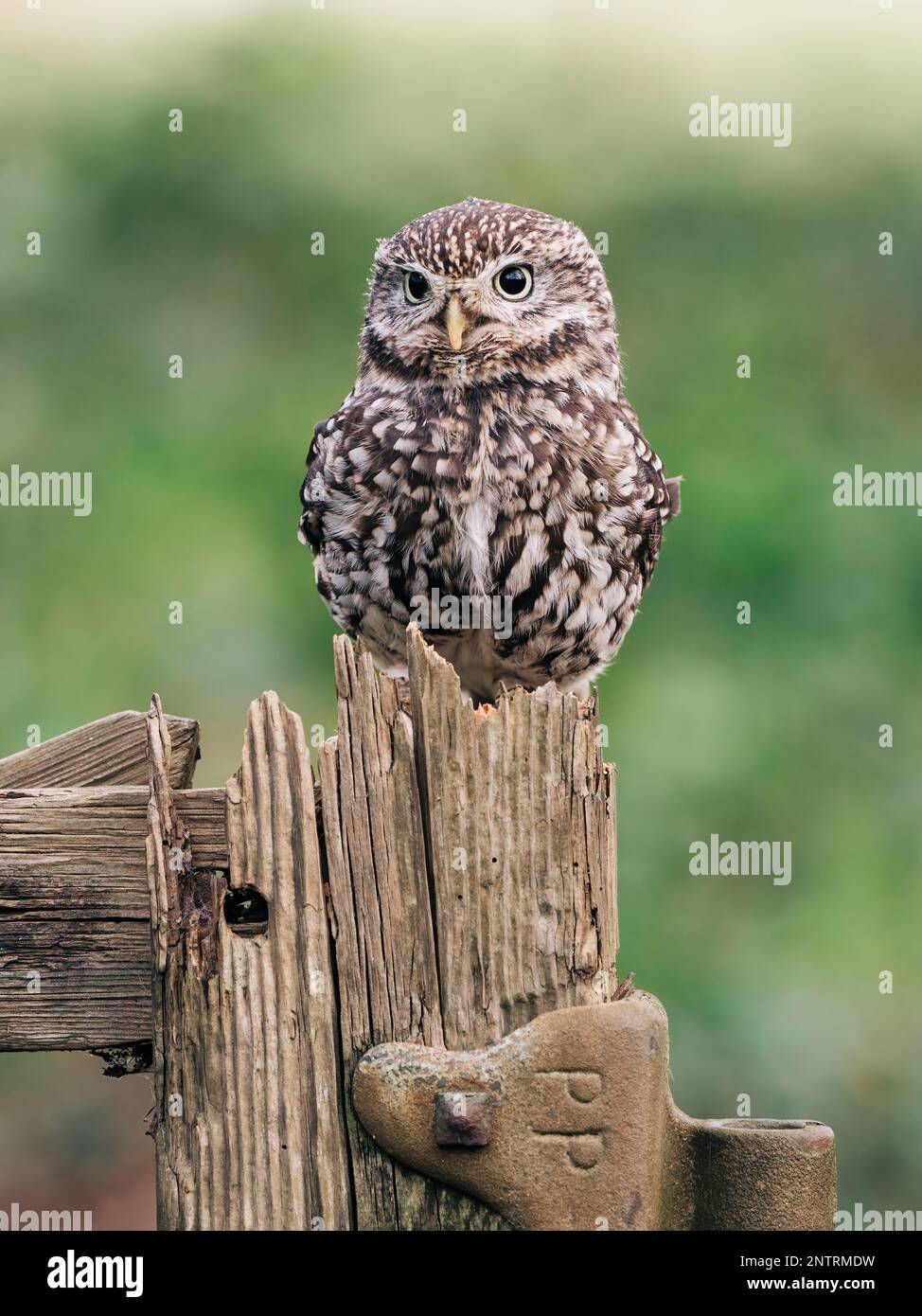 Little brown owl sat looking for prey. Wooden fence, tree and gate ...