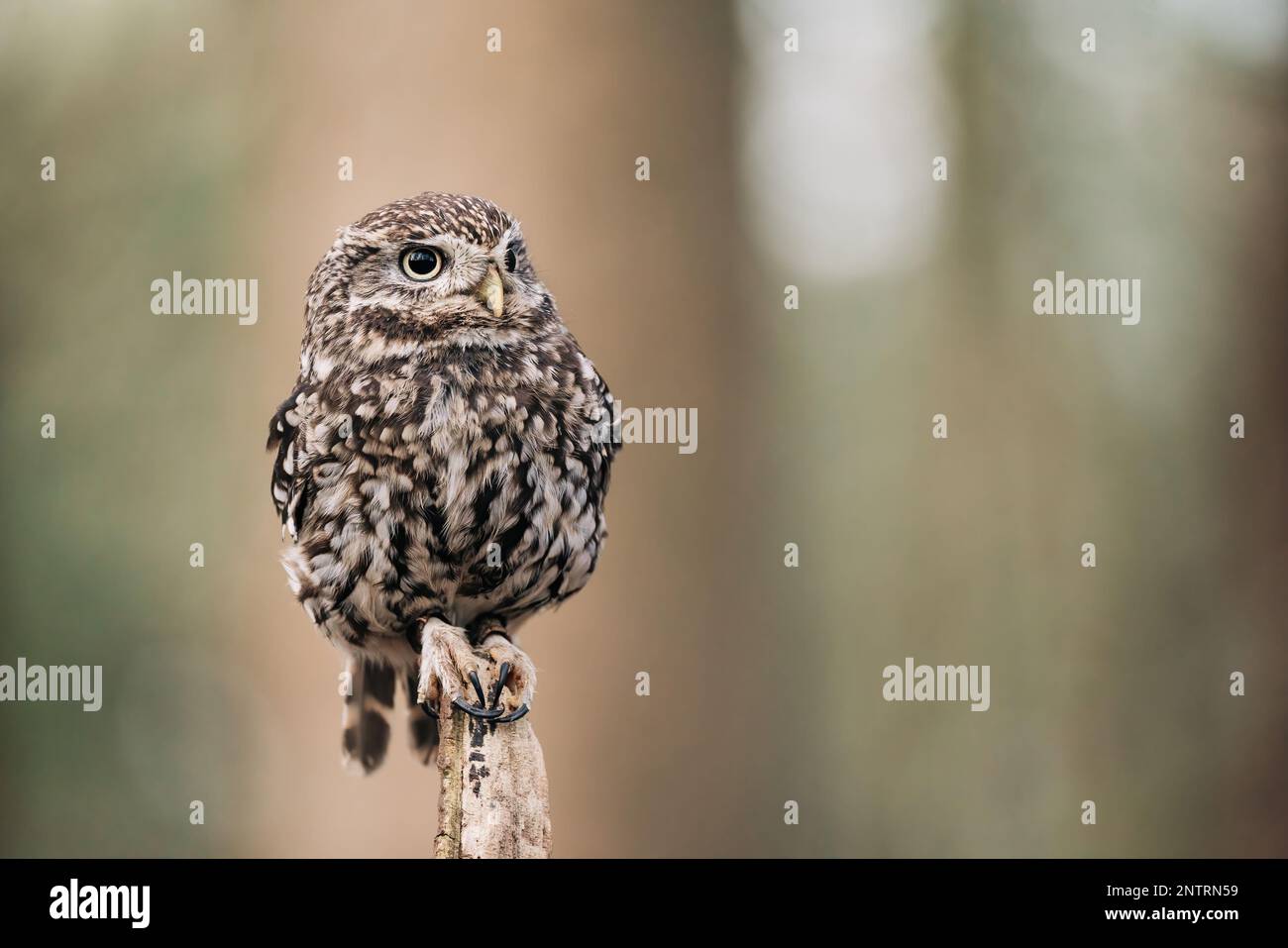 Little brown owl sat looking for prey. Wooden fence, tree and gate ...