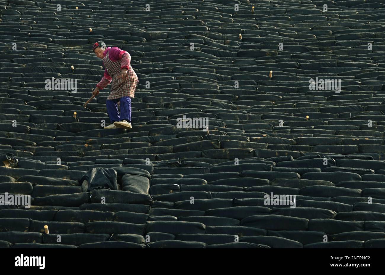 A gardener plants on the terraced slope designed to gentrify a major ...