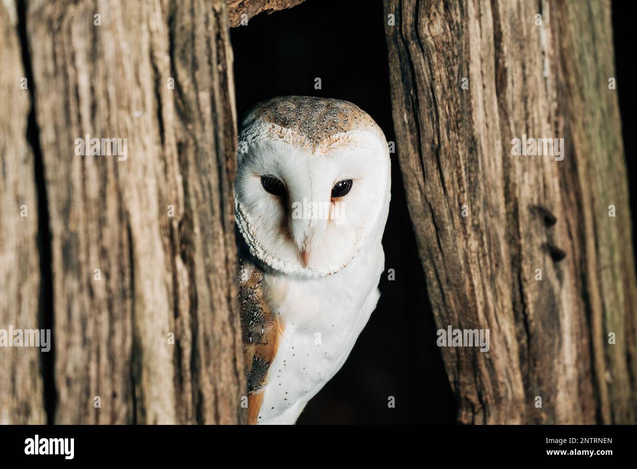 White and Brown Barn Owl looking out from a wooden window searching for ...