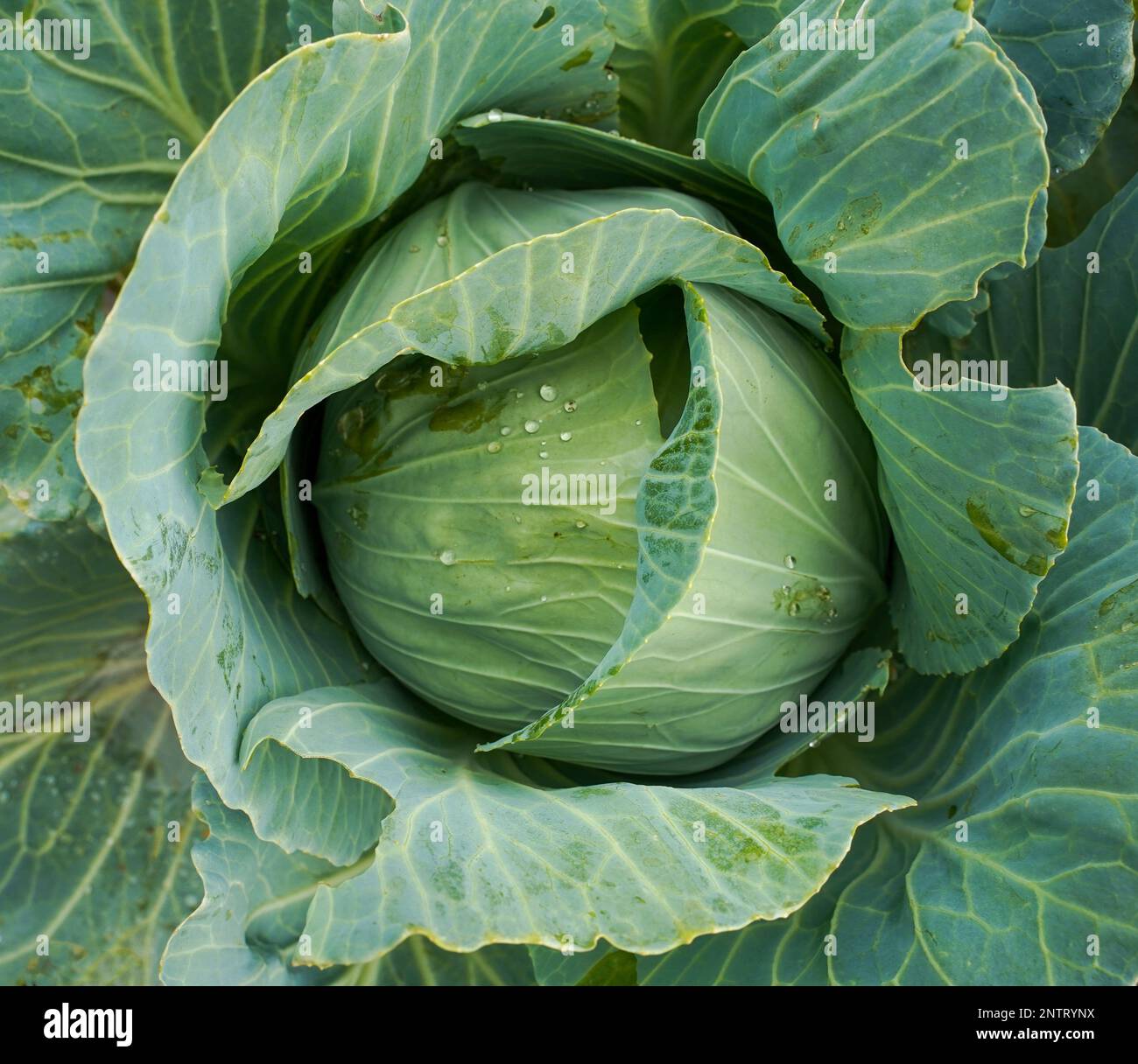 Fresh green cabbage top view. Organic vegetable background. Concept of ...