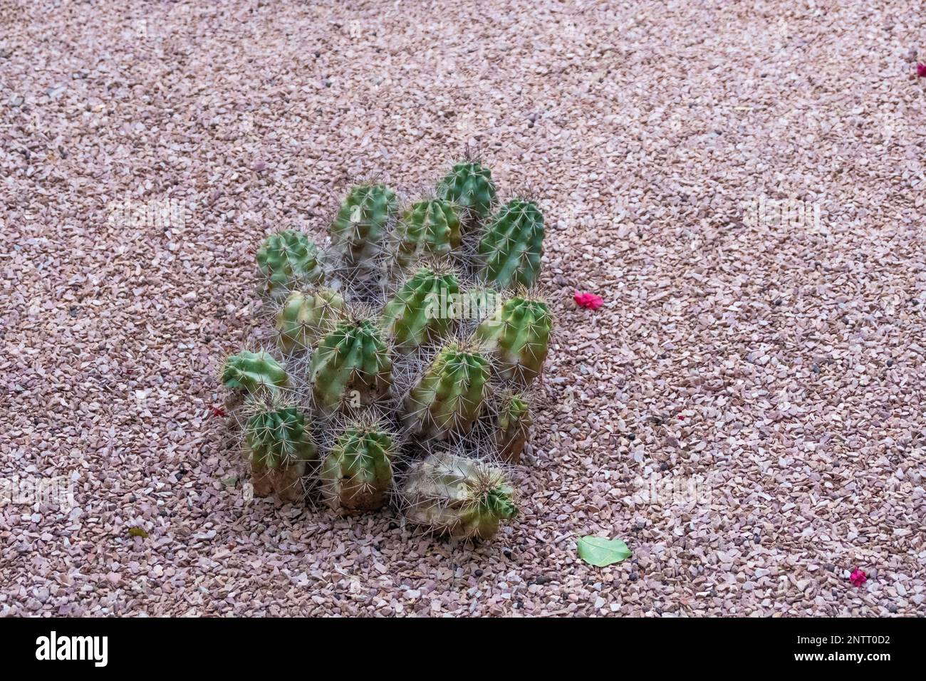 A close-up view of spiky cactus plants in a garden setting Stock Photo ...