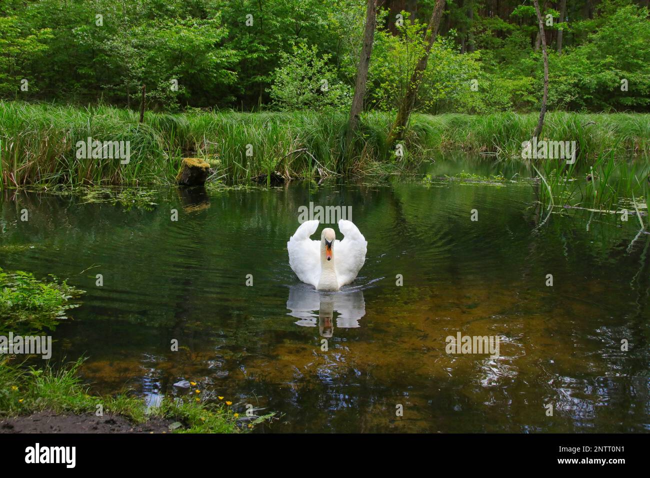 A cute swan in nature reserve briese swamp (Briesetal) in federal state ...