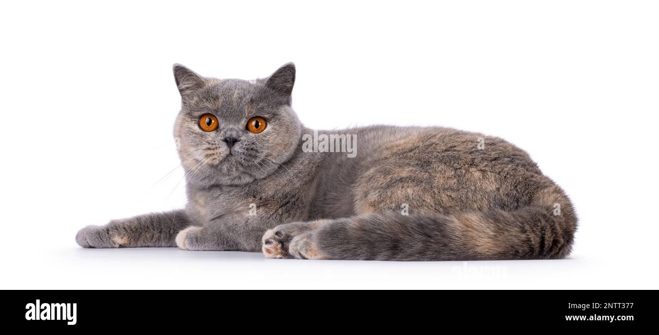 Pretty tortie British Shorthair cat, laying down side ways. Looking ...