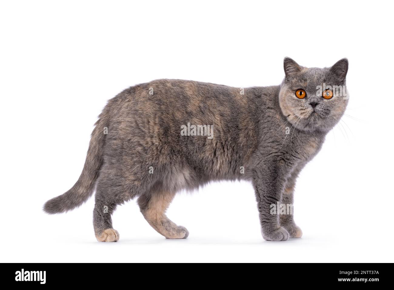 Pretty tortie British Shorthair cat, standing side ways. Looking ...