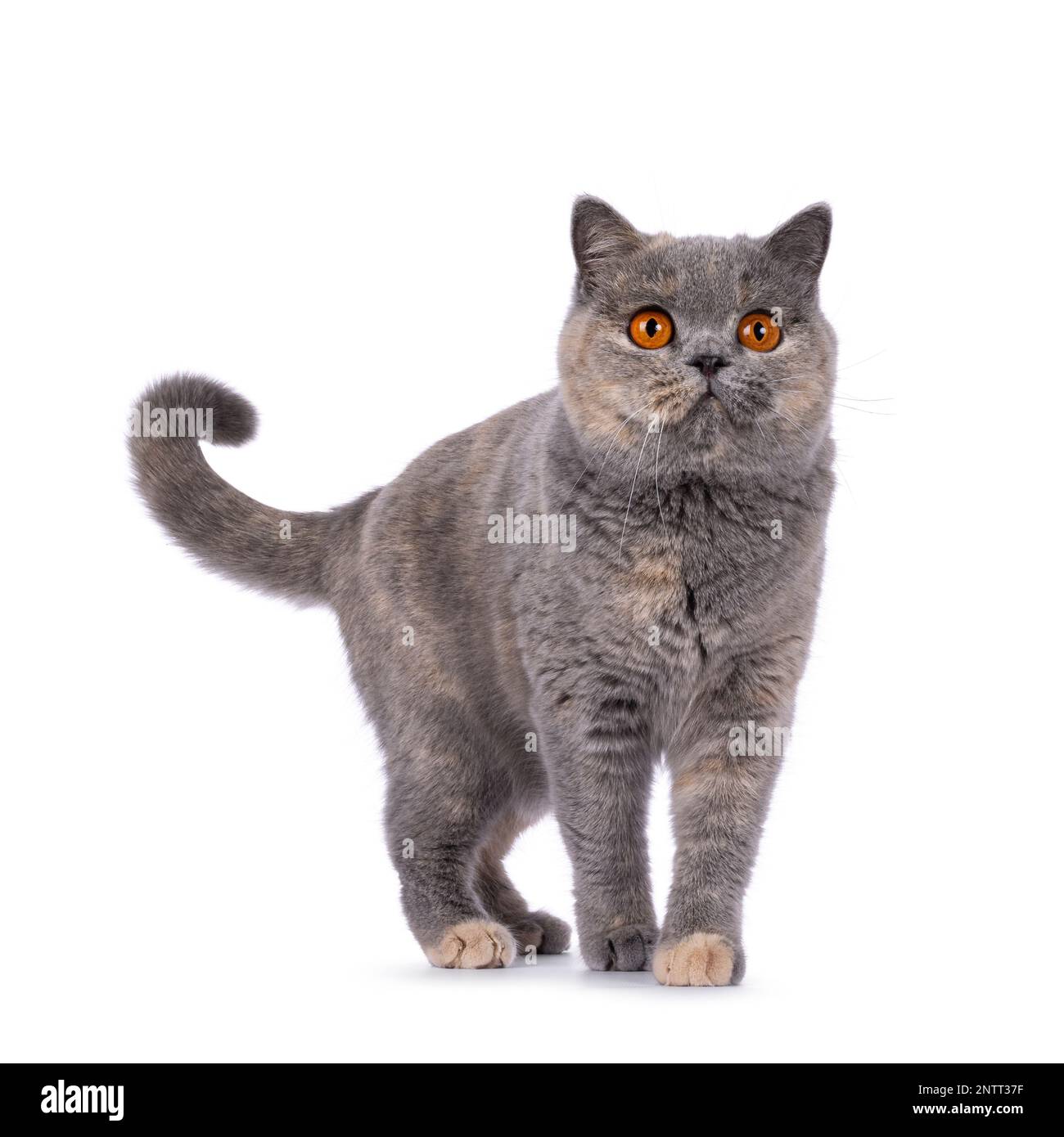 Pretty tortie British Shorthair cat, standing facing front. Looking up ...