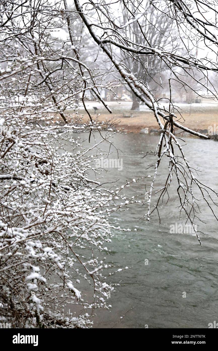 A dusting of snow covers trees at Ridgeview Park in Waynesboro, Va., on Friday, March 8, 2019 ...
