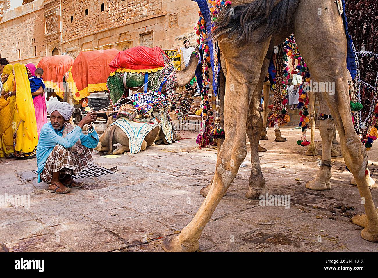 Gangaur festival,camels inside the Fort,Jaisalmer, Rajasthan, India ...