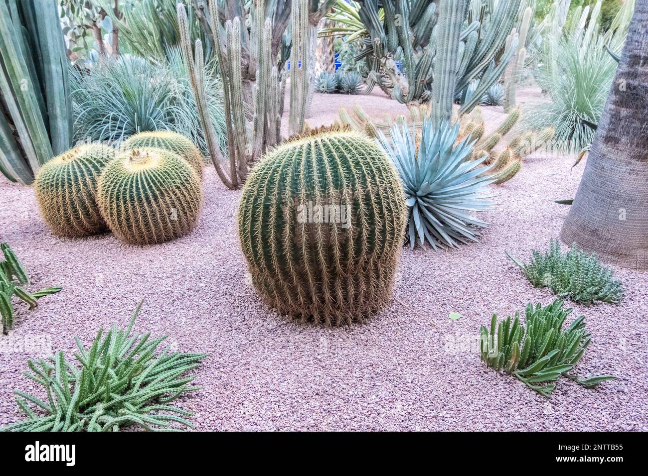 A spiny cactus garden with a variety of sizes and shapes Stock Photo ...
