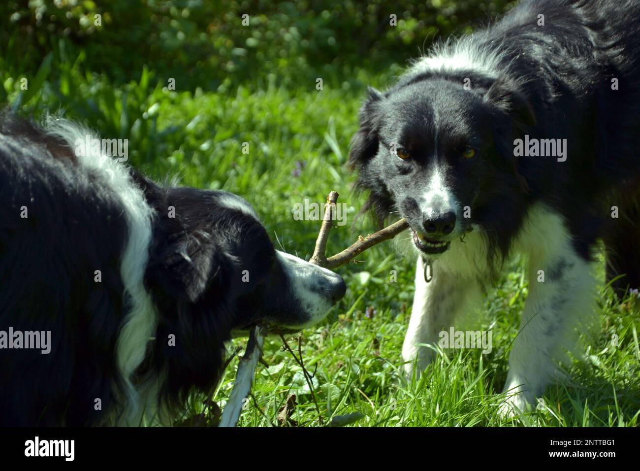 Two Border collies playing with a stick in a garden, with grass and ...