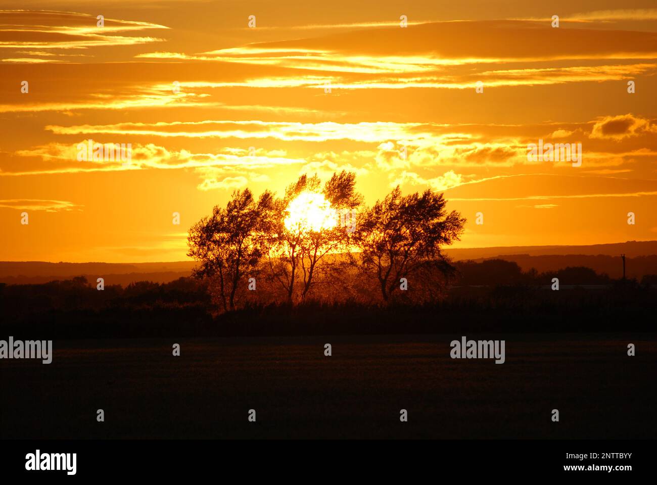 Golden orange sunset behind a group of trees Stock Photo - Alamy