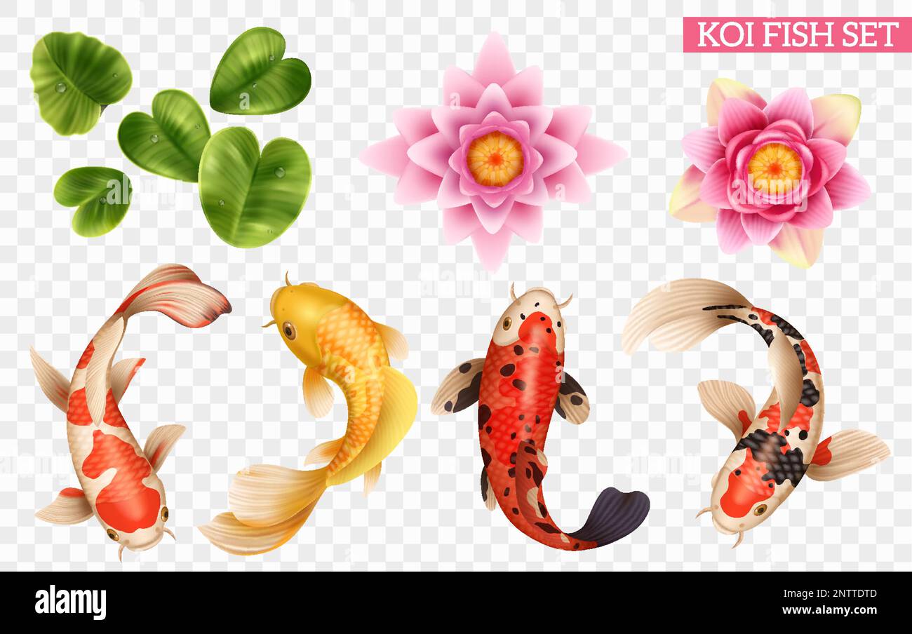 Realistic koi fish set with isolated icons of exotic fishes and lake plants on transparent ...