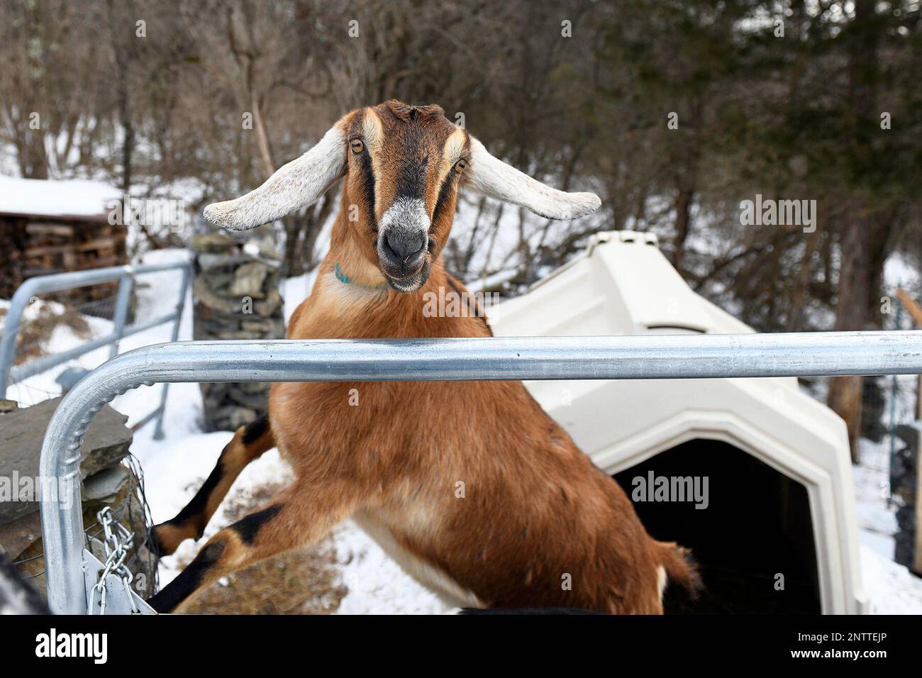 Lincoln, a 3-year-old Nubian goat, is poised to become the first ...