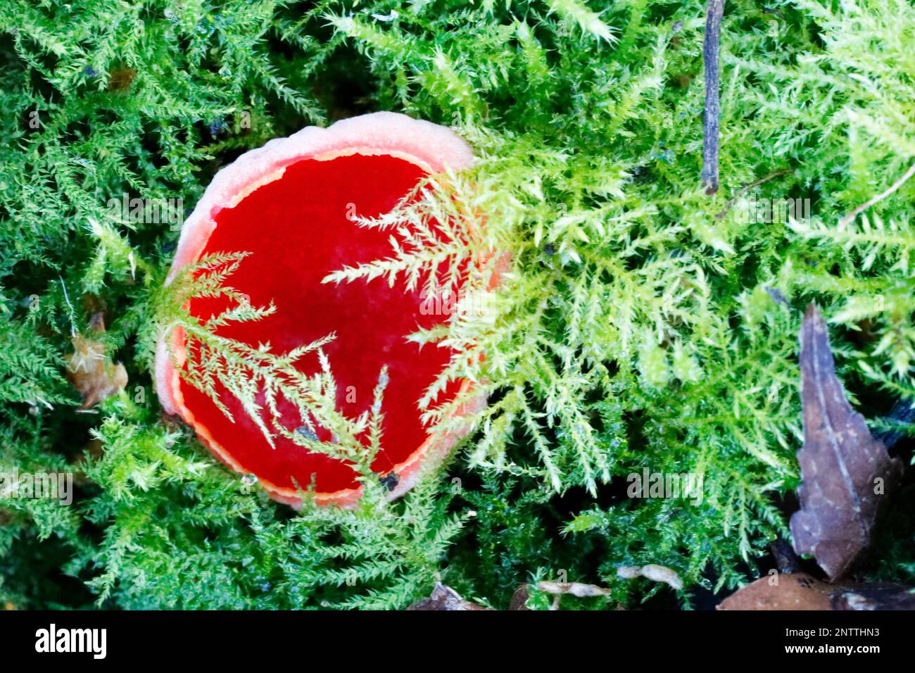 Scarlet elf cap mushroom hi-res stock photography and images - Alamy