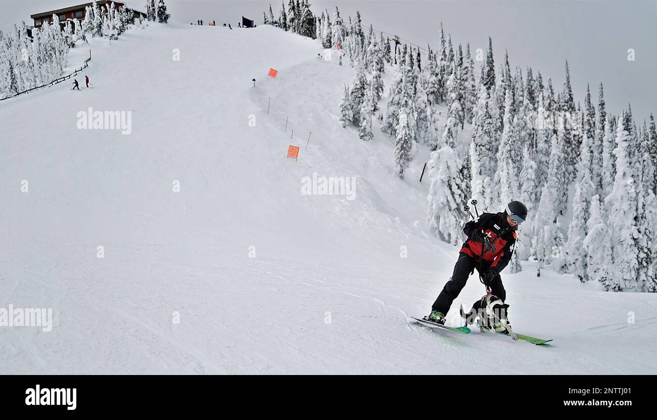 Patroller Keagan Zoellner gets a tow from her 8-month-old avalanche dog ...