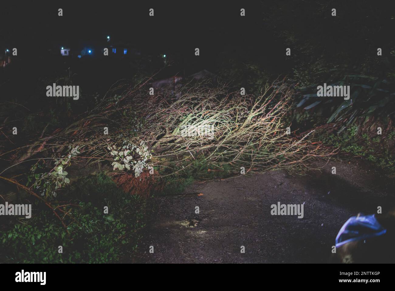 Fallen tree blocked the road in front of the car after heavy rain, wind ...