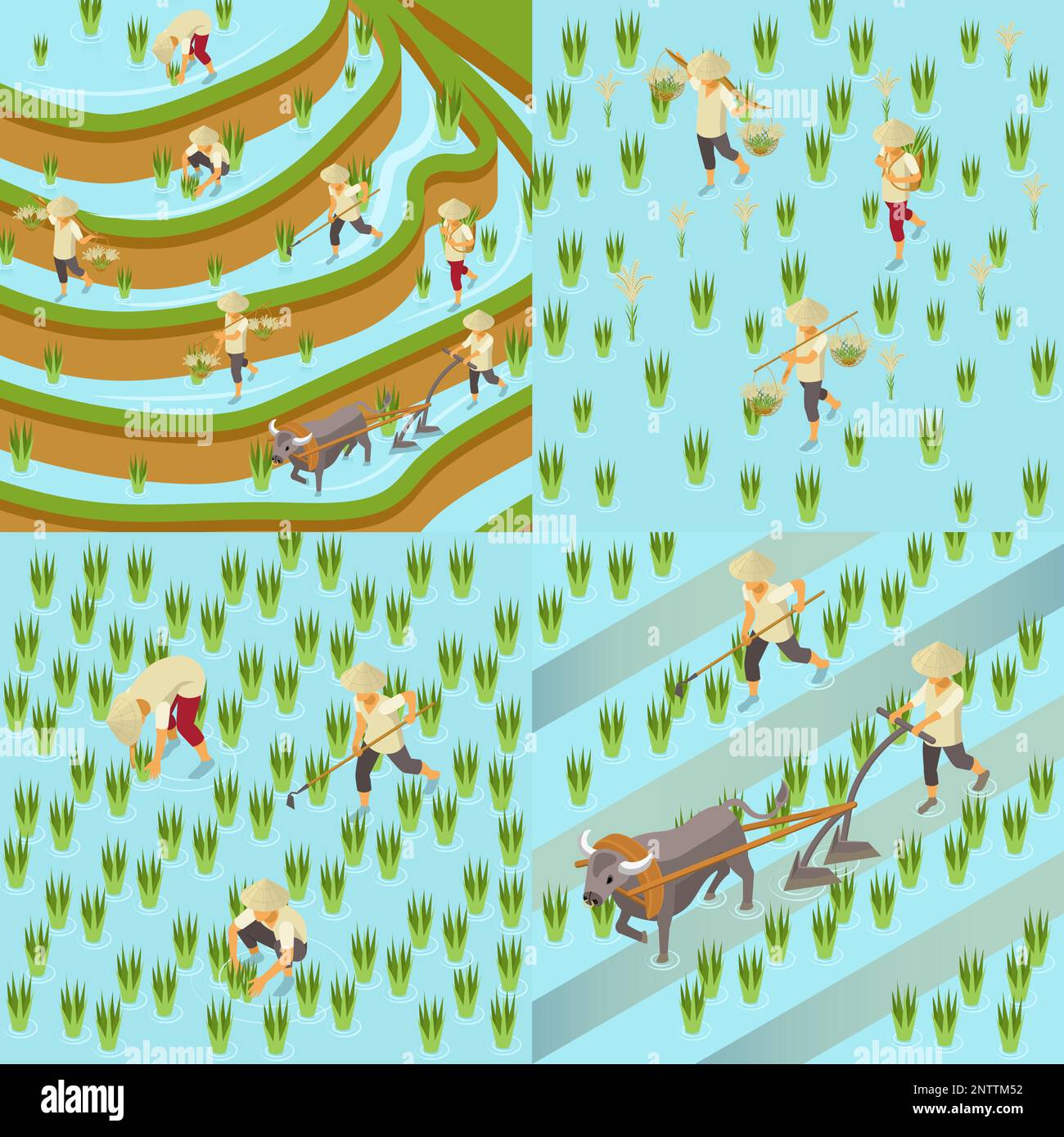 Rice production isometric set of square compositions with rice paddy ...