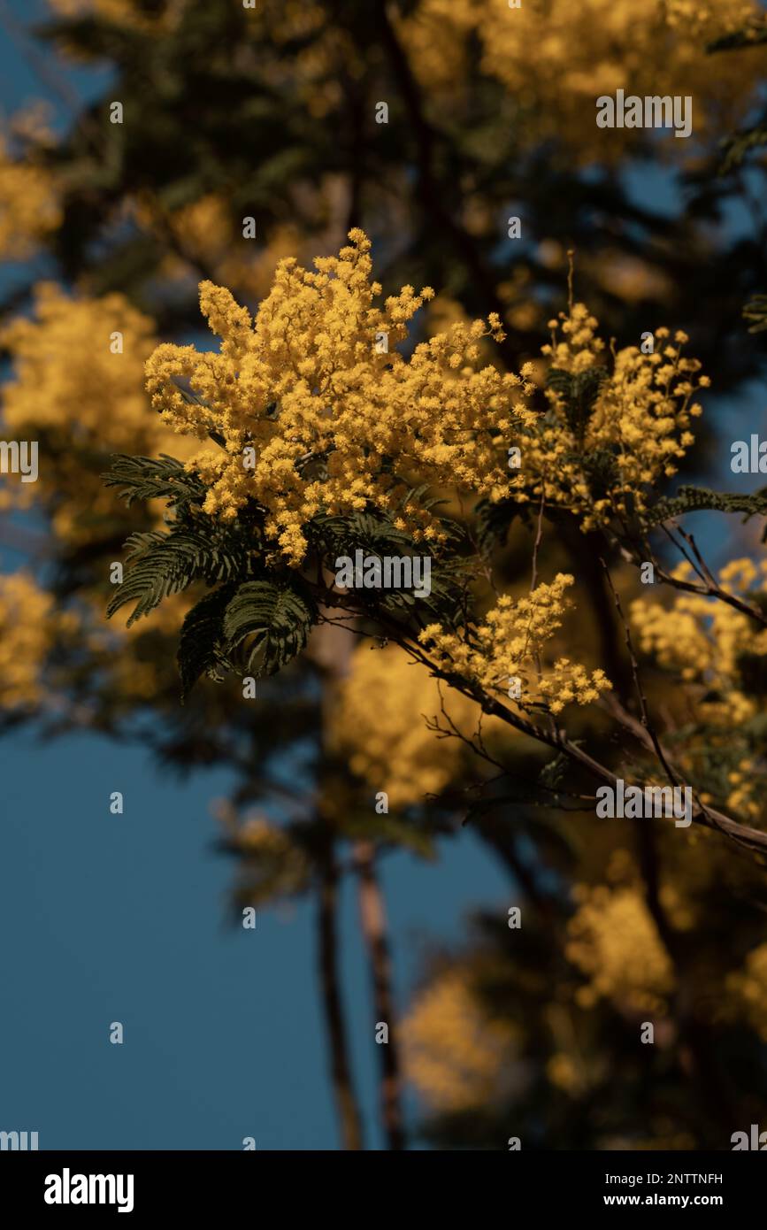 Primavera mimosa hi-res stock photography and images - Alamy