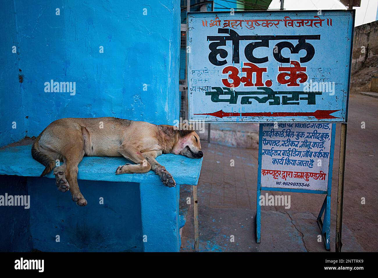 Dog sleeping,pushkar, Rajasthan, india Stock Photo - Alamy