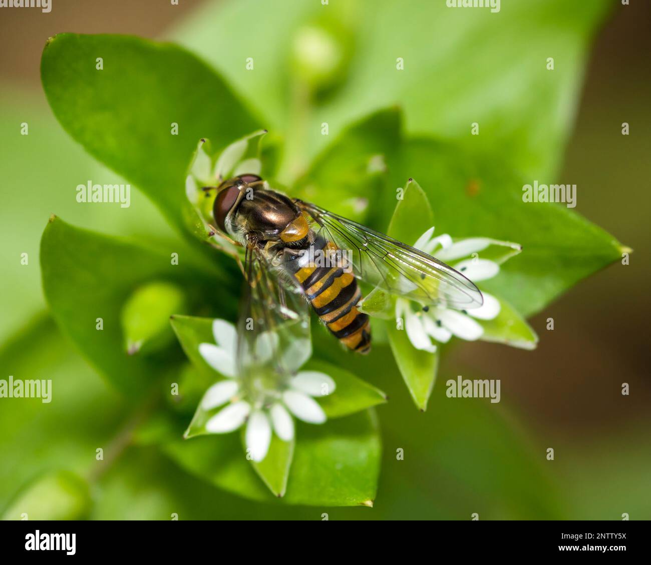 Marmalade Hover Fly on common chickweed, Episyrphus Balteatus Stock ...