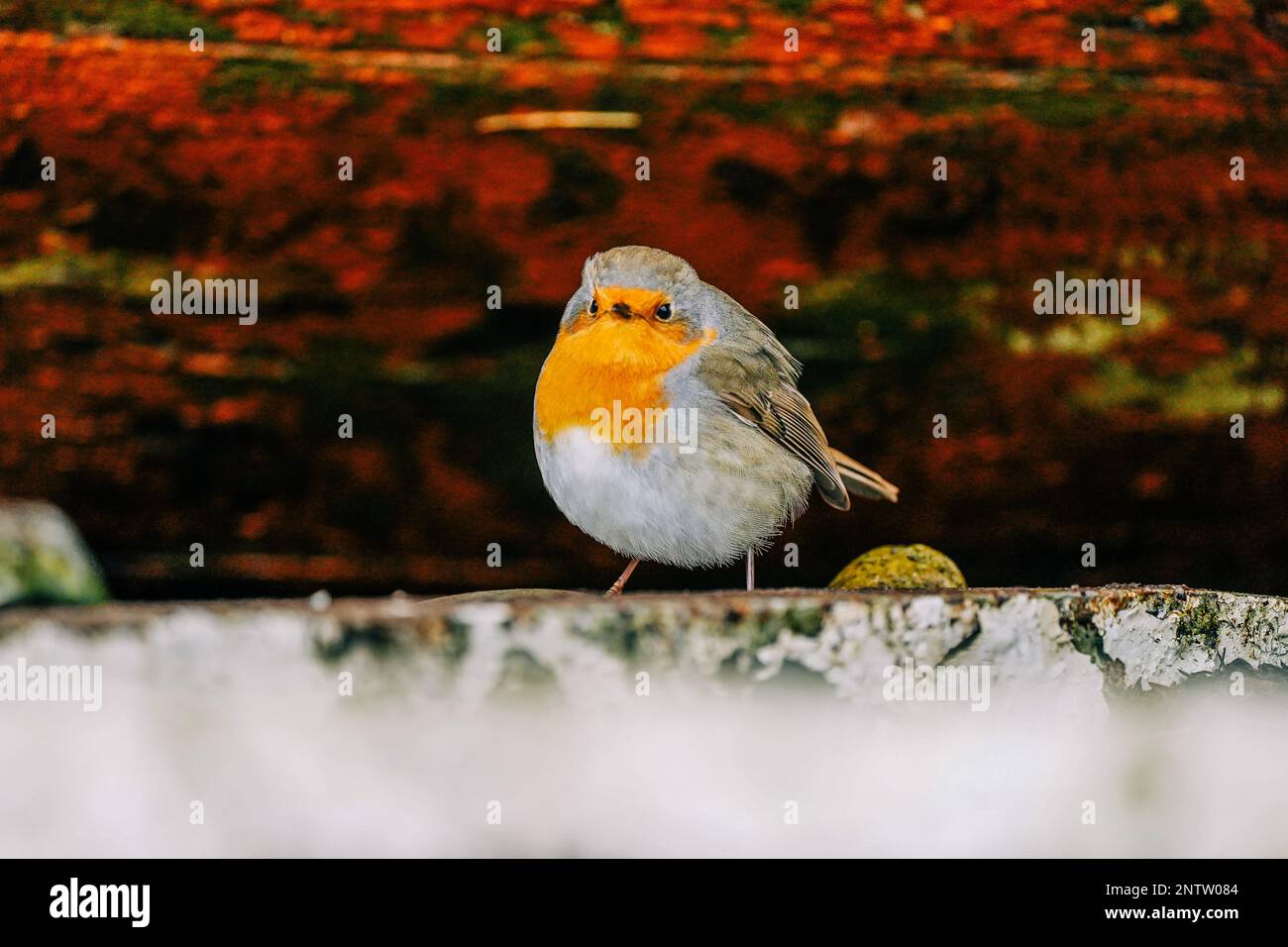 Curious Robin with red backdrop standing on a wooden beam on the beach ...