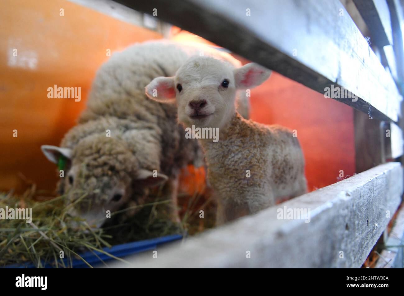 New-born lambs are pictured at Kobe Municipal Rokkosan Pasture in Kobe ...