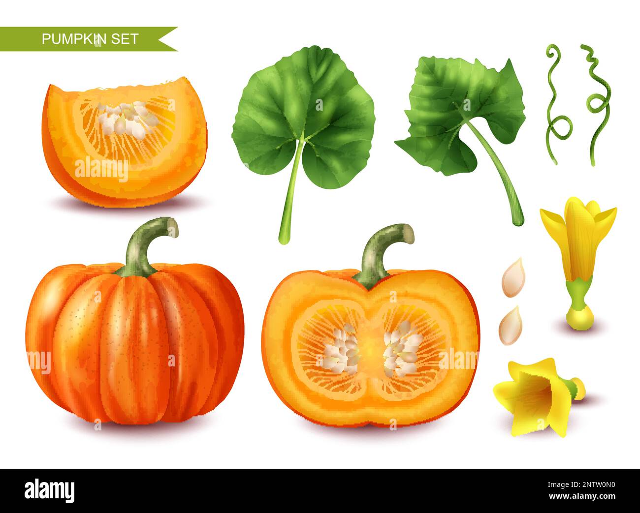 Realistic pumpkin icons set with cut fruits seeds and leaves isolated ...