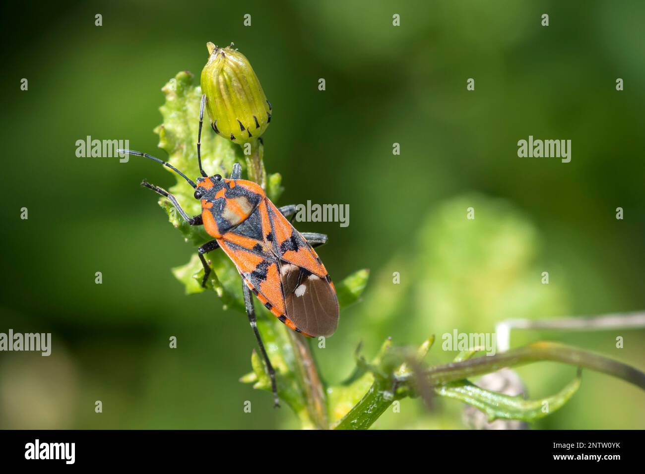 Male seed hi-res stock photography and images - Alamy