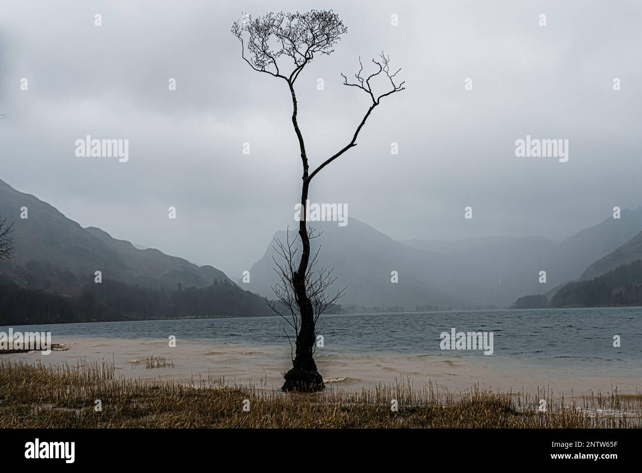 Buttermere lone tree in the midst of a storm with moody skies ...