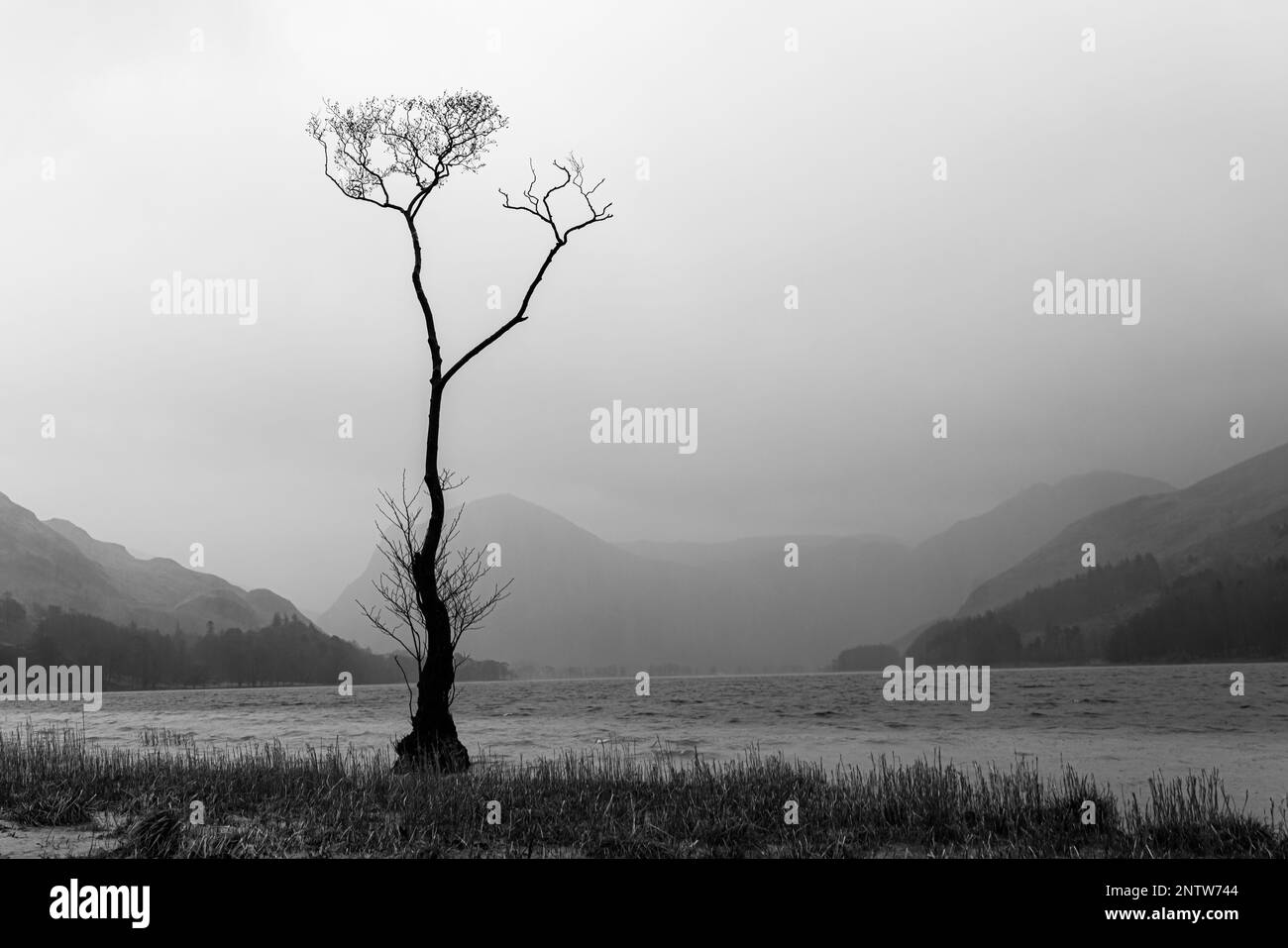 Buttermere lone tree in the midst of a storm with moody skies ...