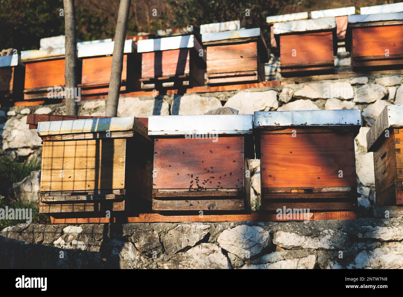 Summer view of rural apiary and honey production in Balkan peninsula ...