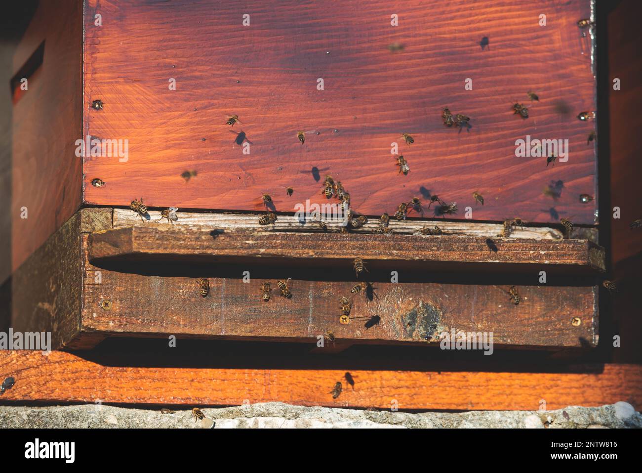 Summer view of rural apiary and honey production in Balkan peninsula ...