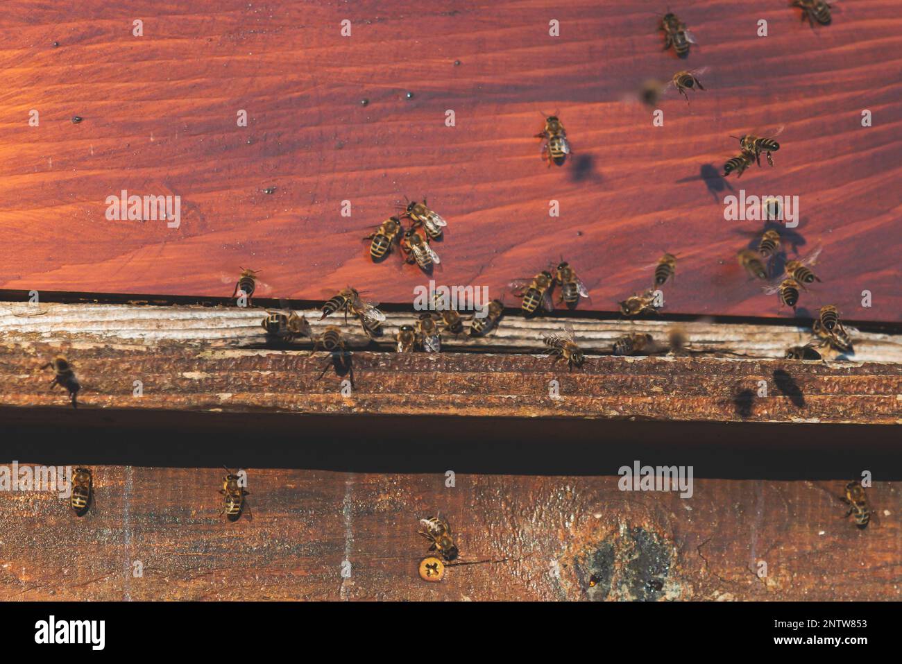 Summer view of rural apiary and honey production in Balkan peninsula ...