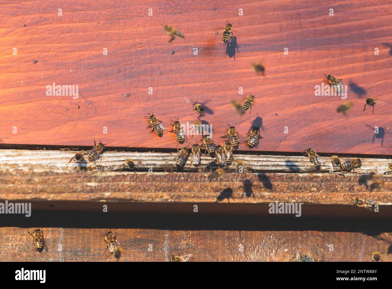 Summer view of rural apiary and honey production in Balkan peninsula ...
