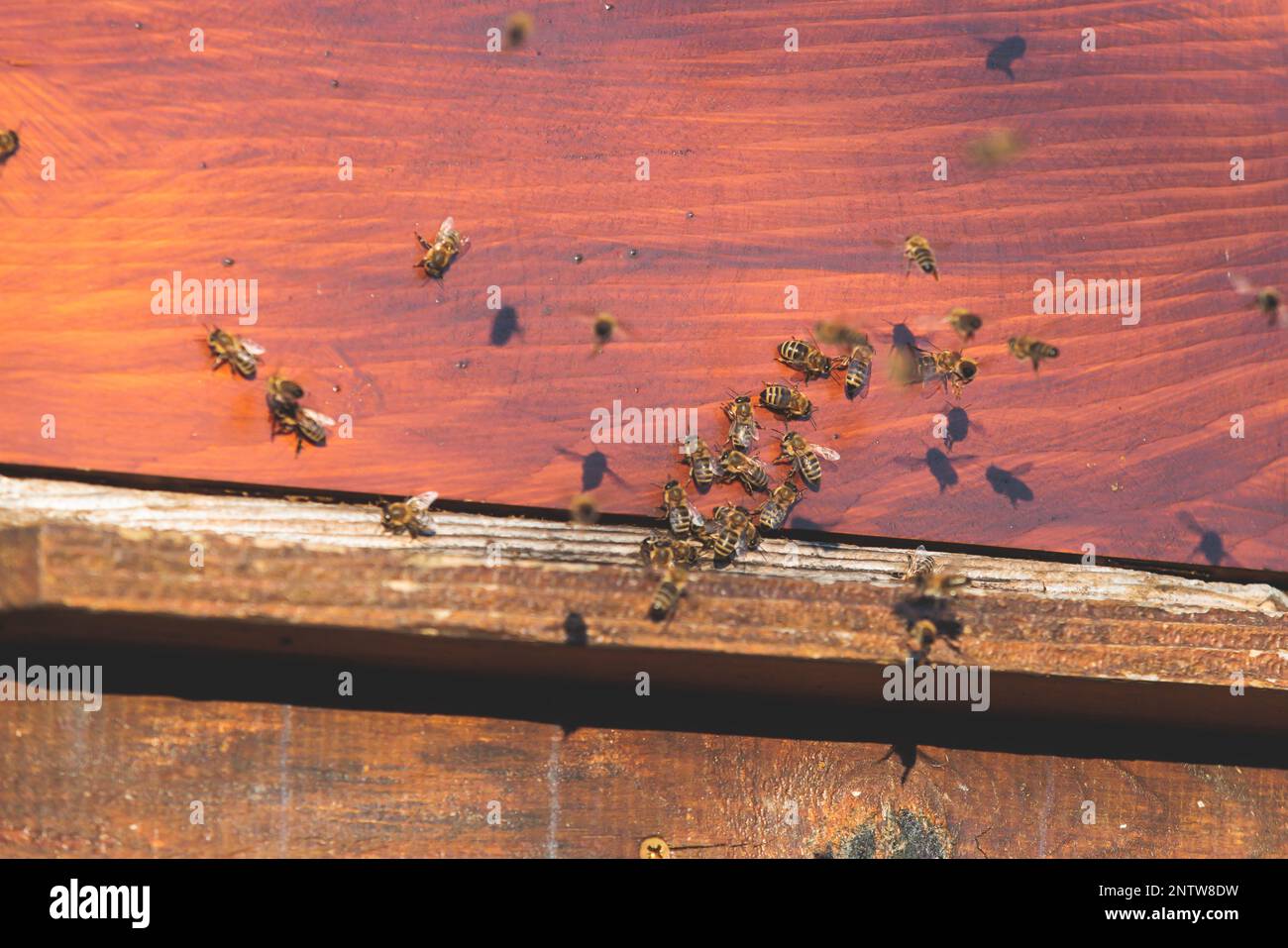 Summer view of rural apiary and honey production in Balkan peninsula ...